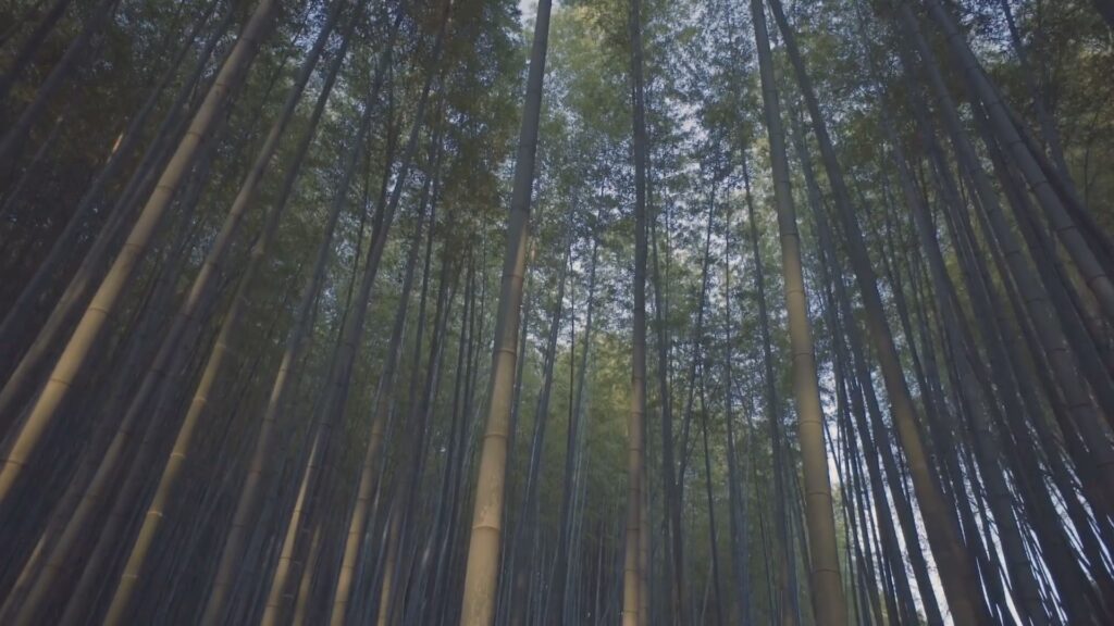 Biomes, introduction, the living landscapes of earth (0) - Geodiode