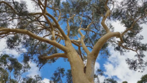 Biomes course – Geodiode