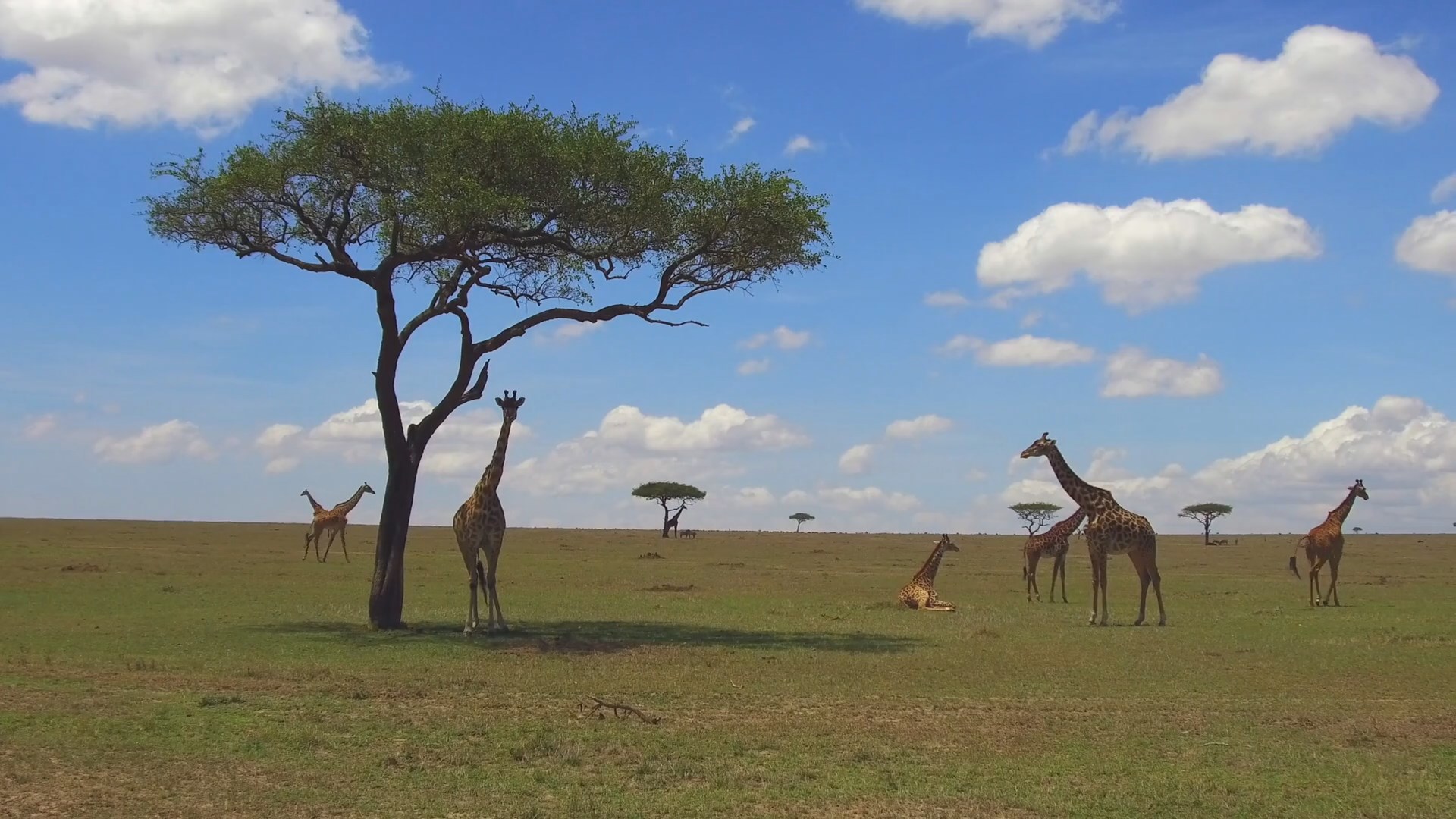 Biomes, introduction, the living landscapes of earth (0) - Geodiode