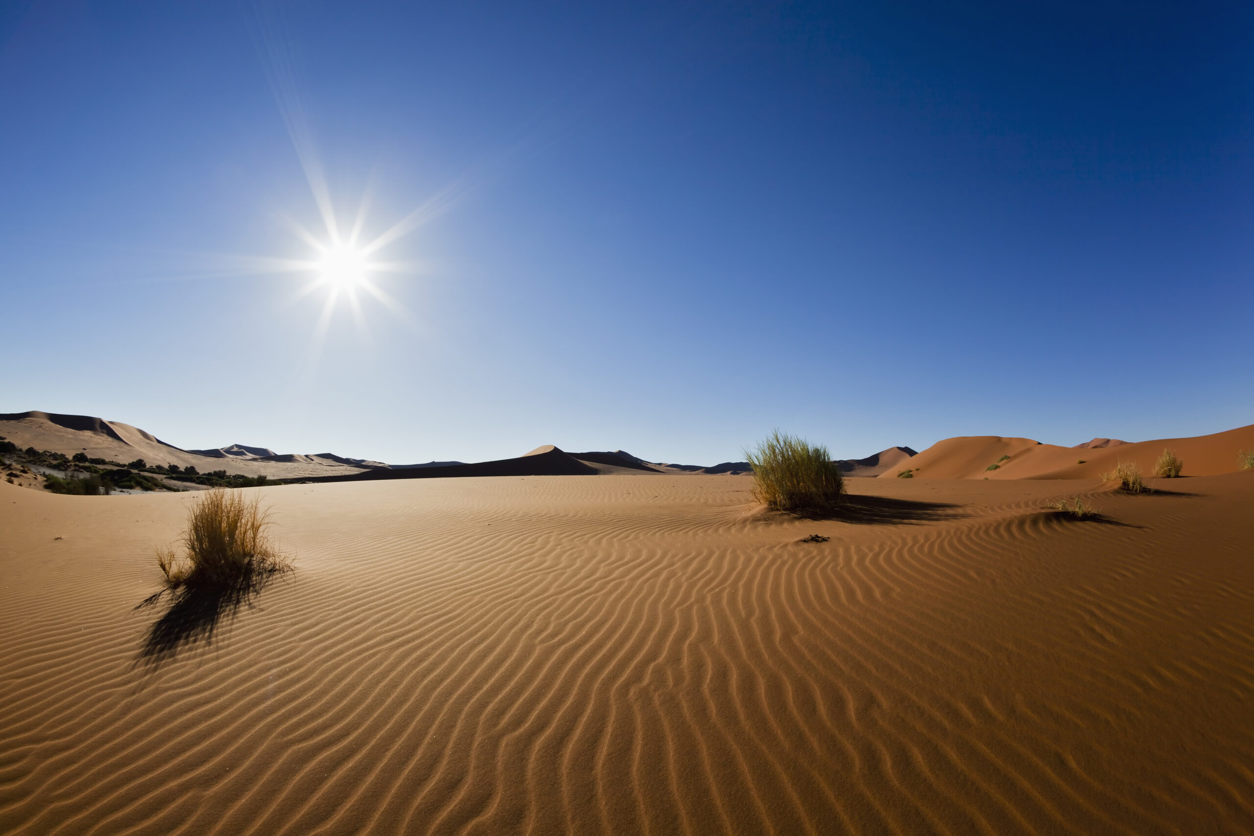 The Desert Biome Digital Agency