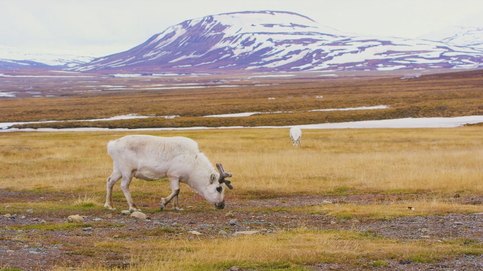 Polar biomes (8) - Geodiode