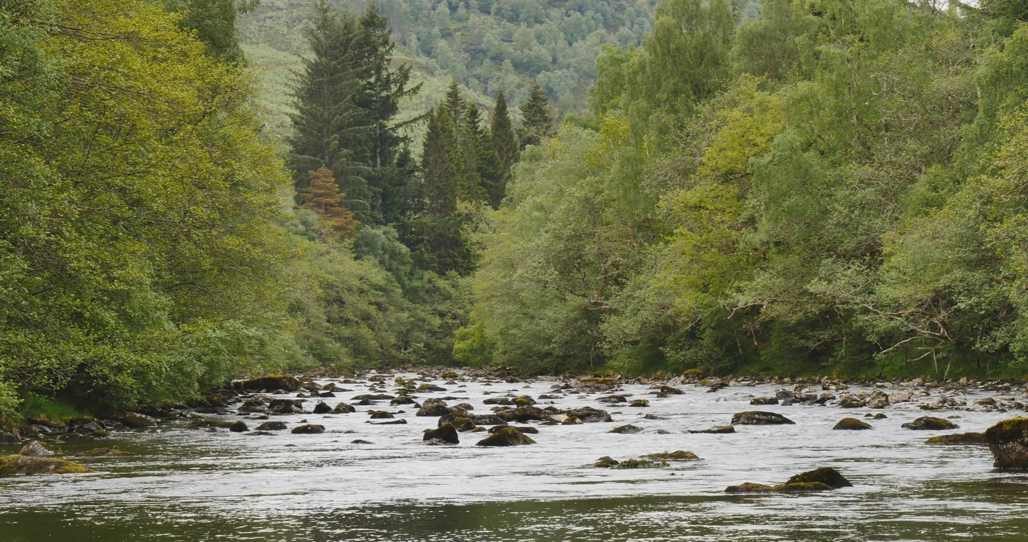 Temperate forests (6) - Geodiode