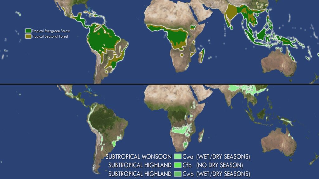 Tropical forests (1) – Digital Agency