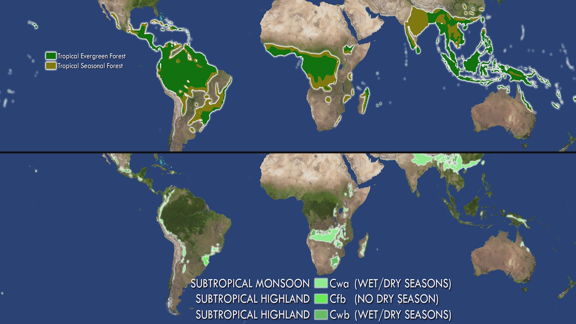 Tropical forests (1) – Digital Agency