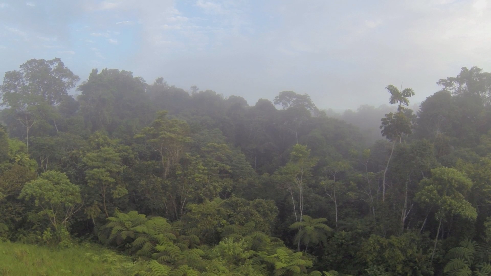 Tropical forests (1) – Digital Agency