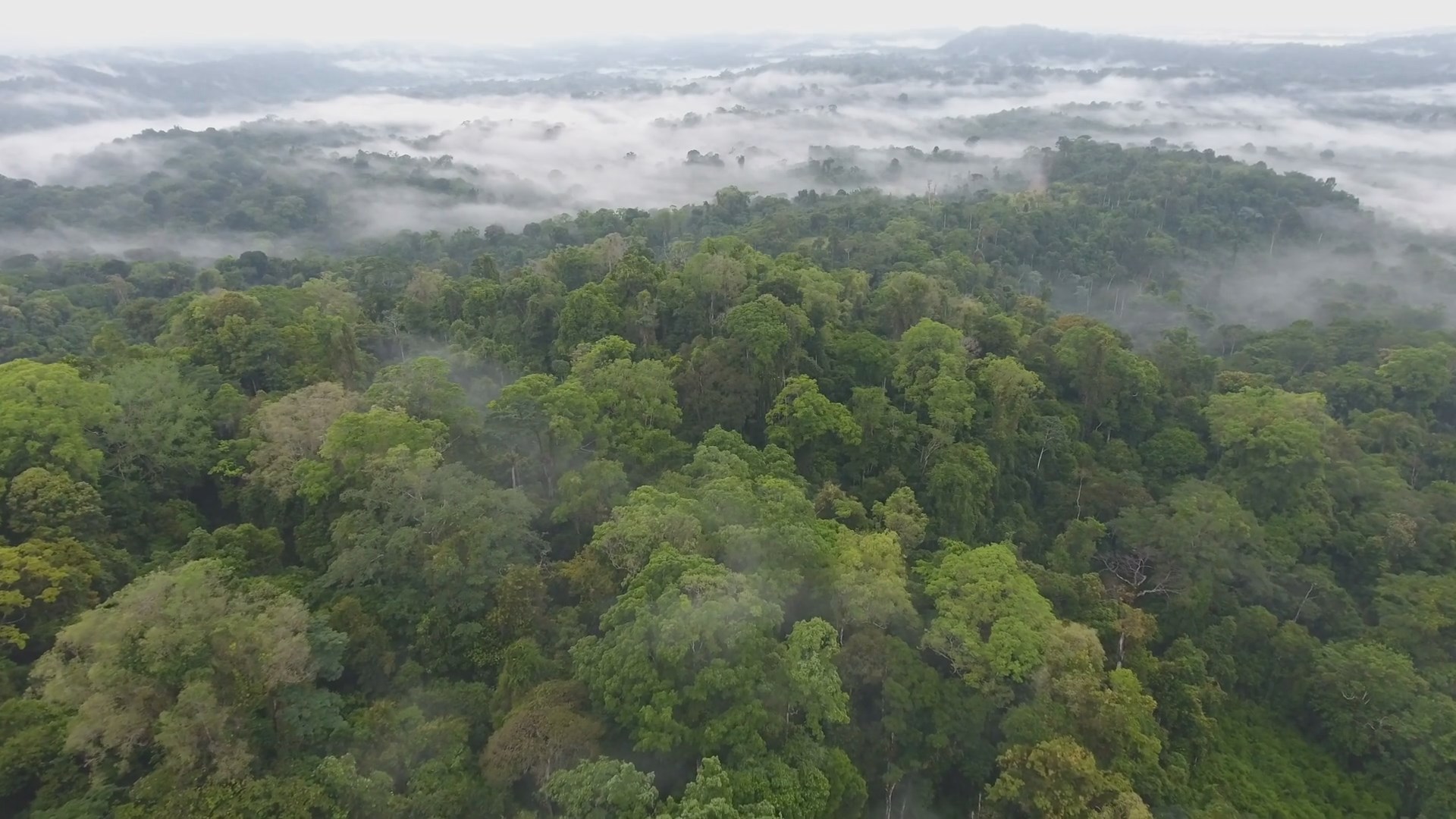 Tropical forests (1) – Digital Agency