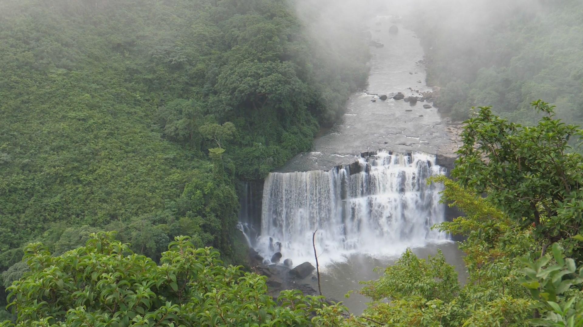 Tropical forests (1) – Digital Agency