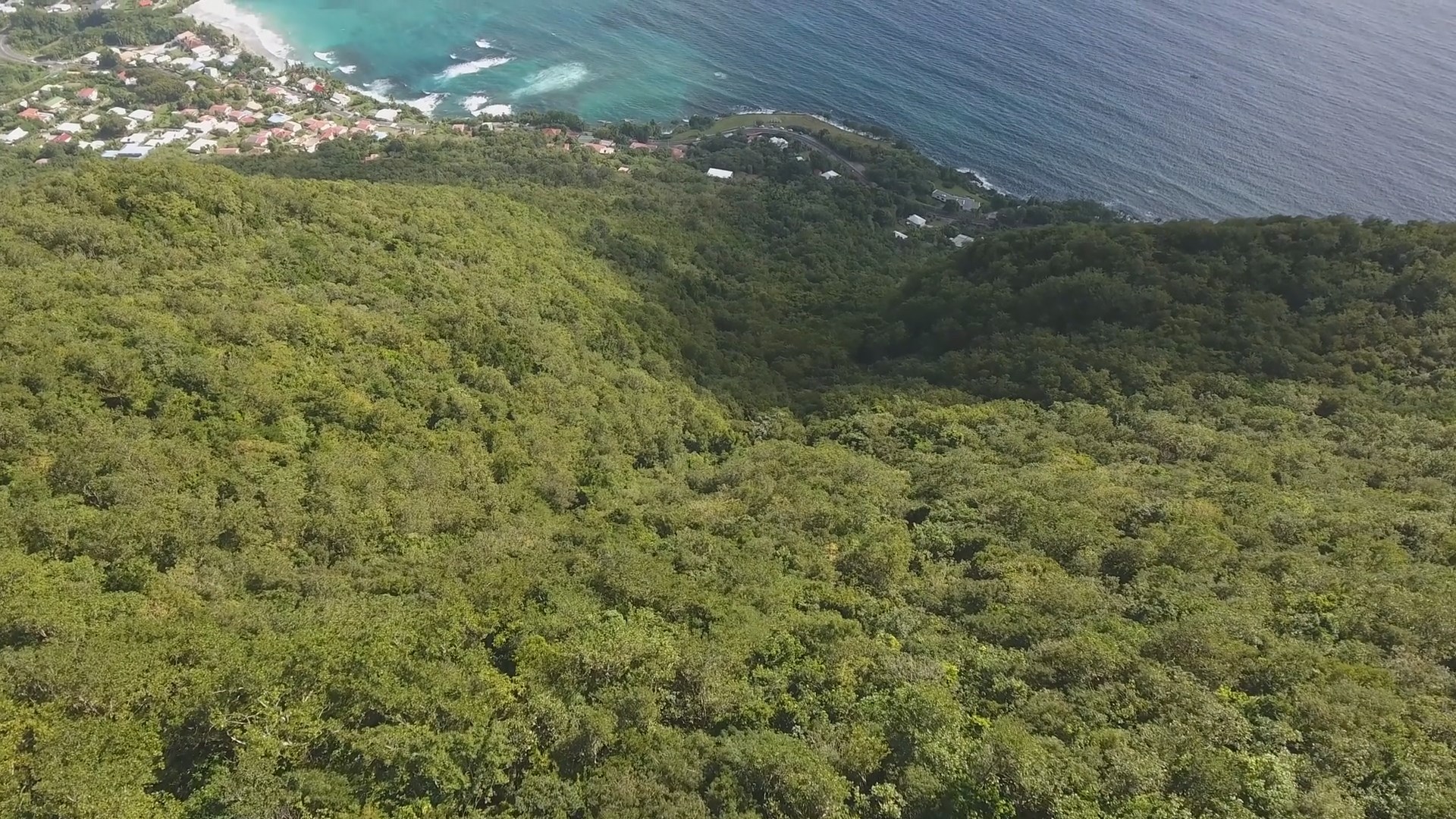 Tropical forests (1) – Digital Agency